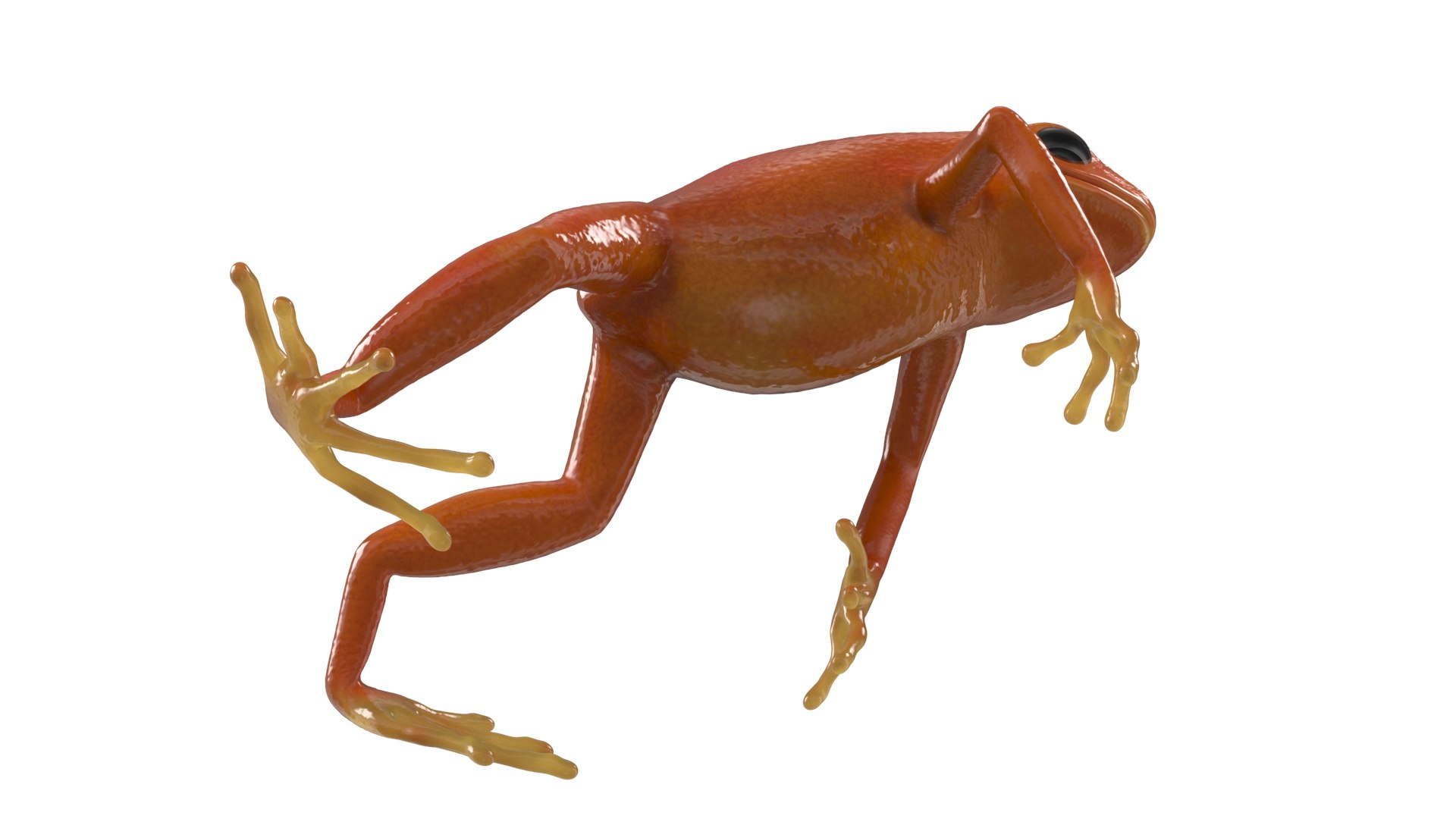 Mantella Frog Jumping Model - TurboSquid 2279299