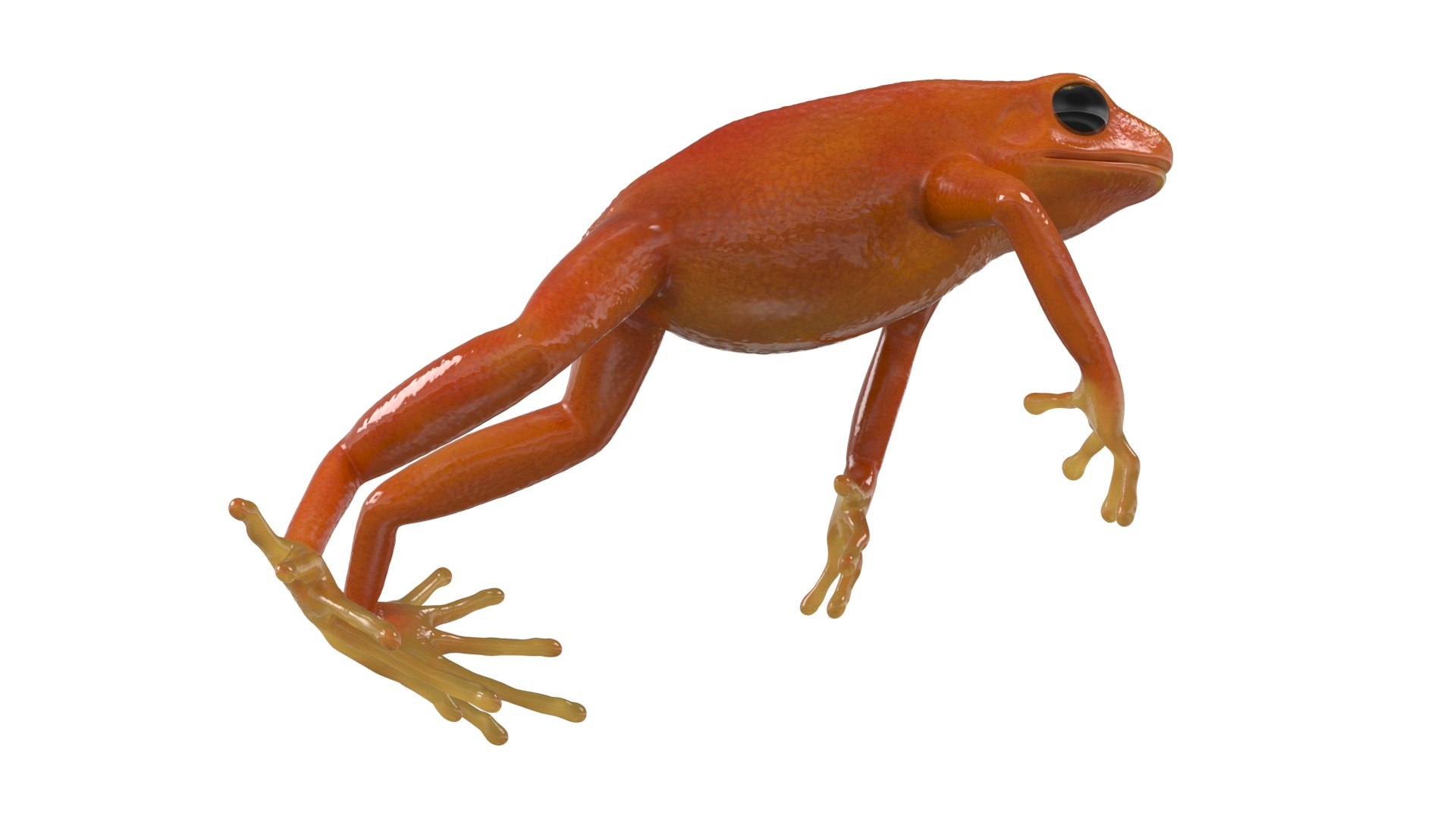 Mantella Frog Jumping Model - TurboSquid 2279299