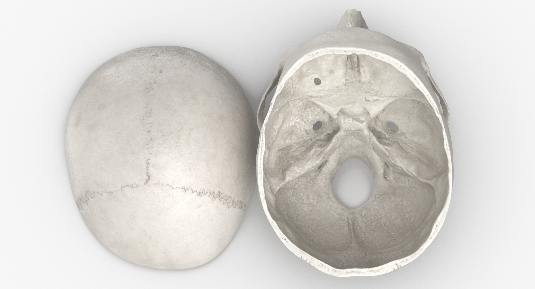 modelo 3d Cráneo humano real Cráneo 02 Corte con pieza Blanco Pose 04 ...