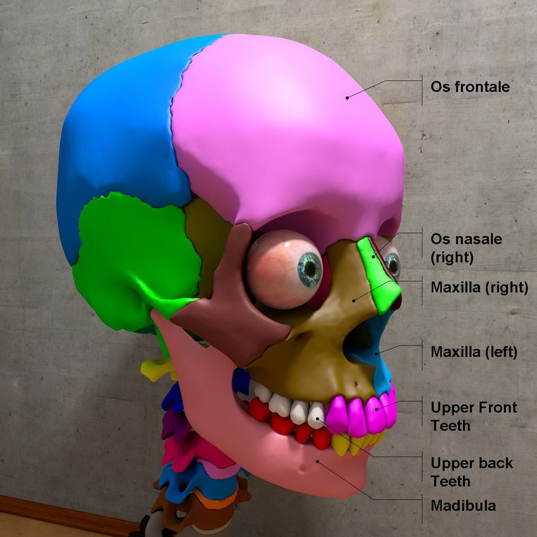 3d anatomical ultimate human skull