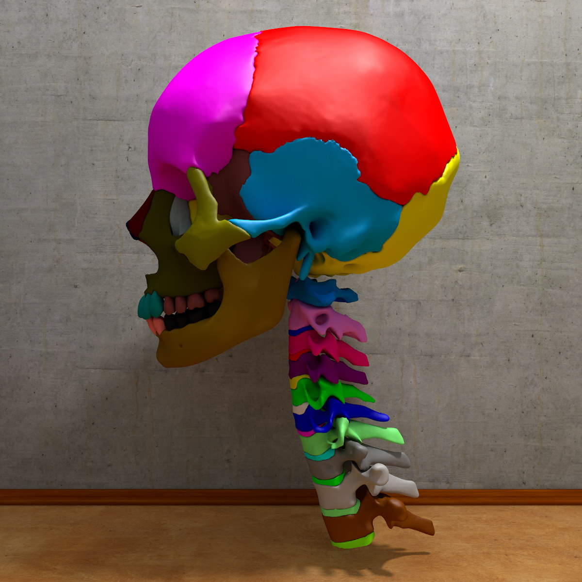 3d anatomical ultimate human skull