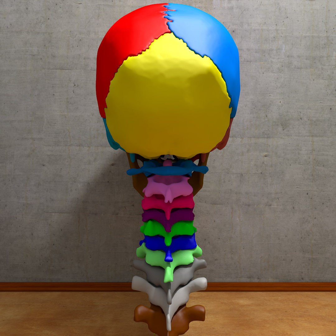 3d anatomical ultimate human skull