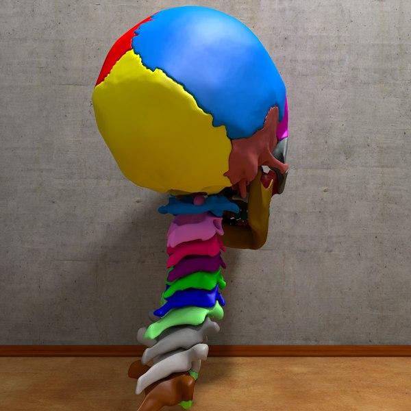 3d anatomical ultimate human skull