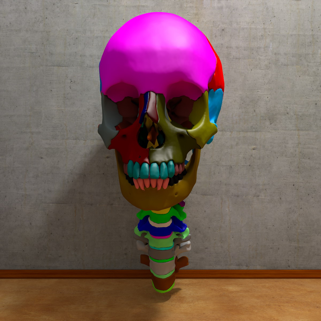 3d anatomical ultimate human skull