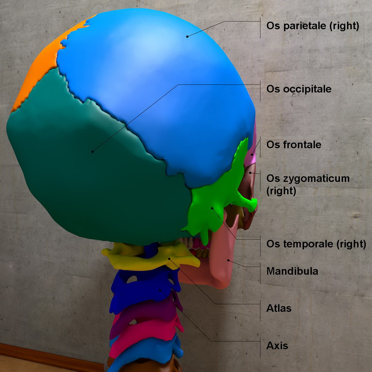 3d anatomical ultimate human skull