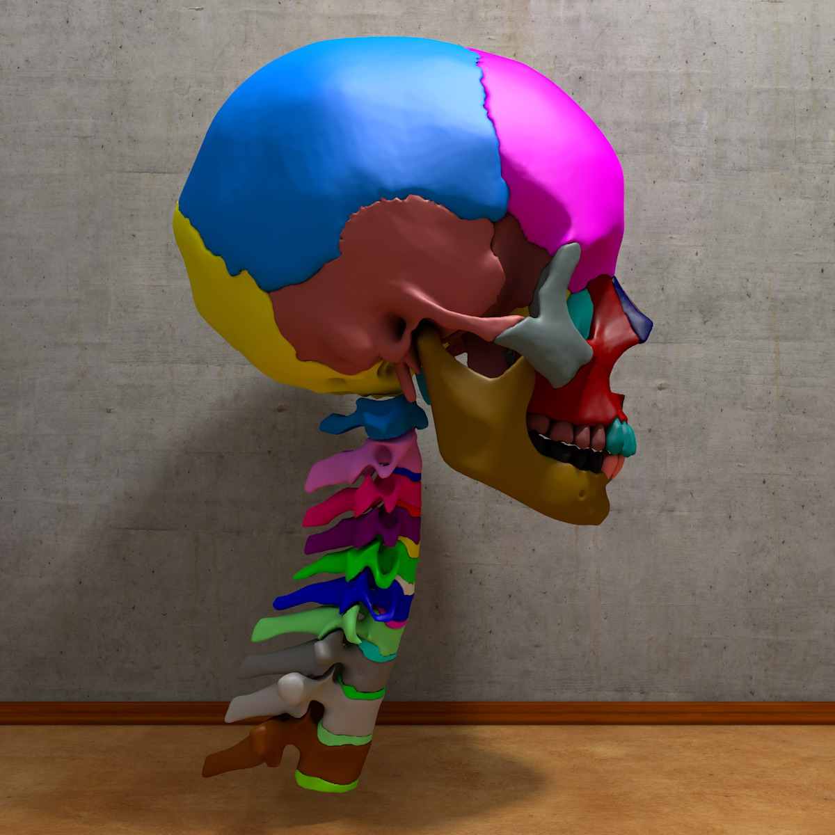 3d anatomical ultimate human skull