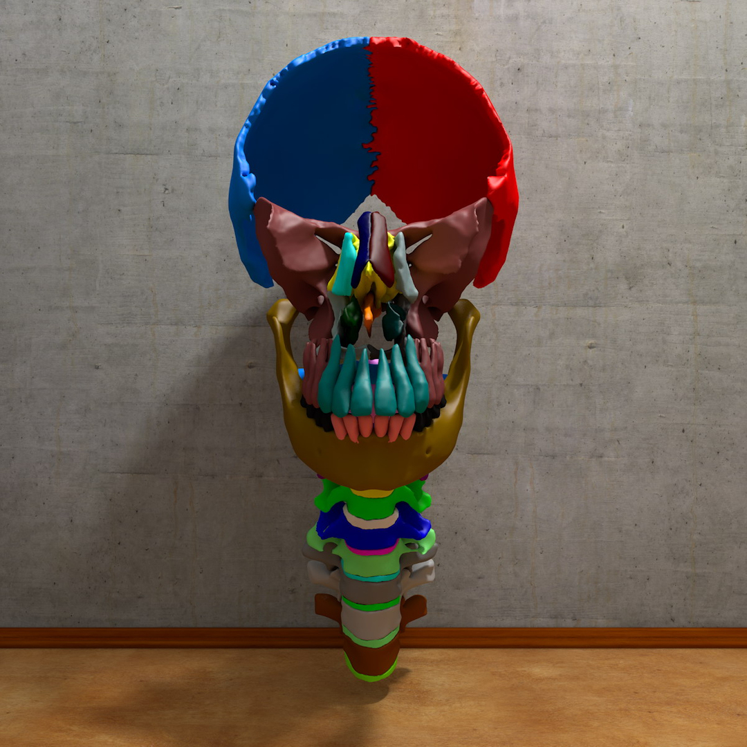 3d anatomical ultimate human skull