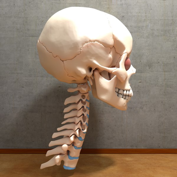 3d anatomical ultimate human skull