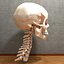 3d Anatomical Ultimate Human Skull