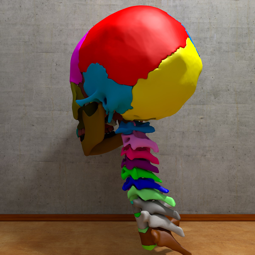 3d anatomical ultimate human skull