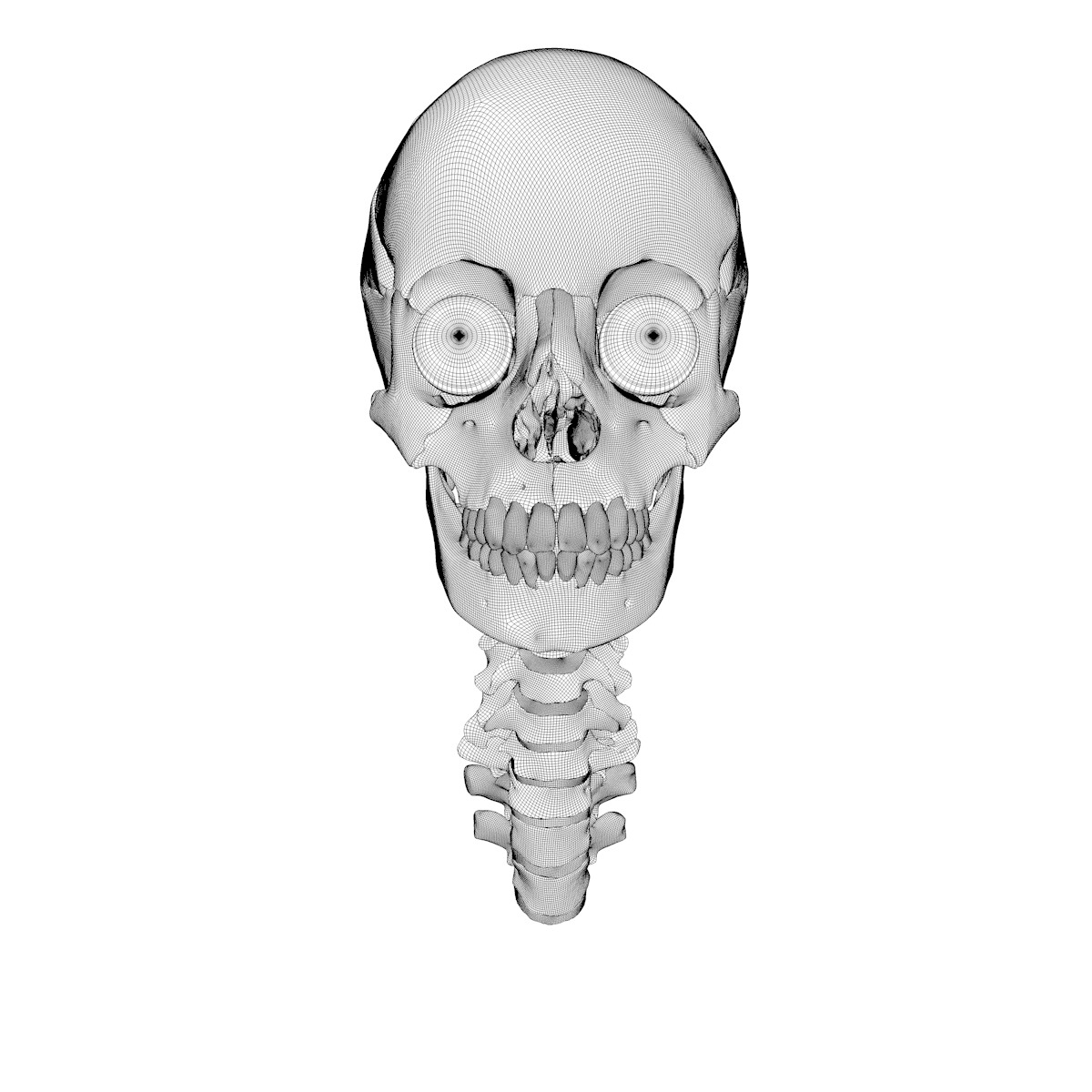 3d anatomical ultimate human skull