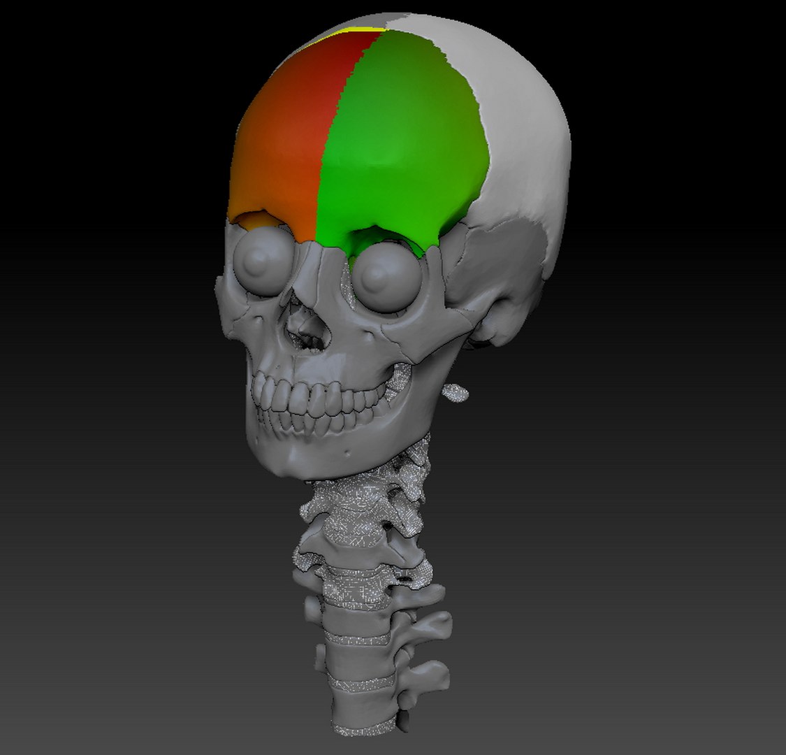 3d anatomical ultimate human skull