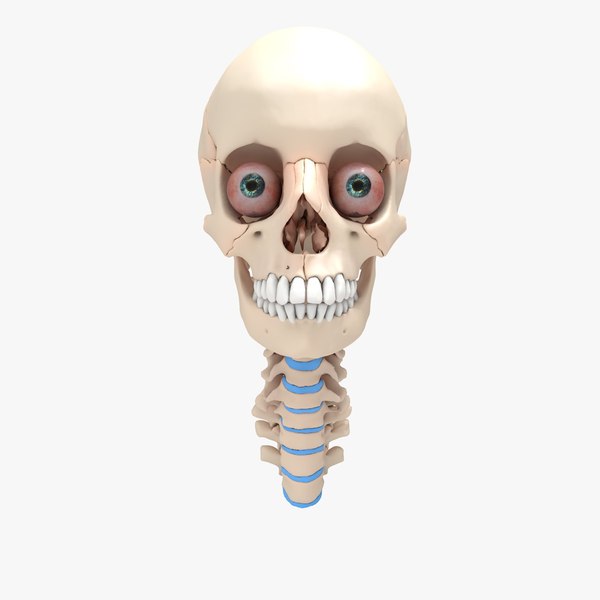 3d anatomical ultimate human skull