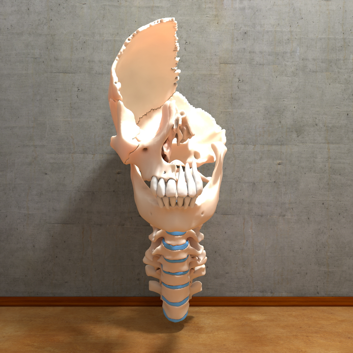 3d anatomical ultimate human skull