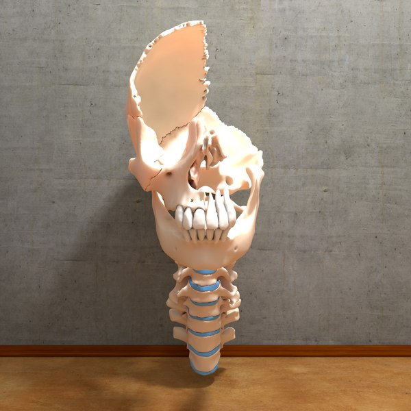 3d anatomical ultimate human skull