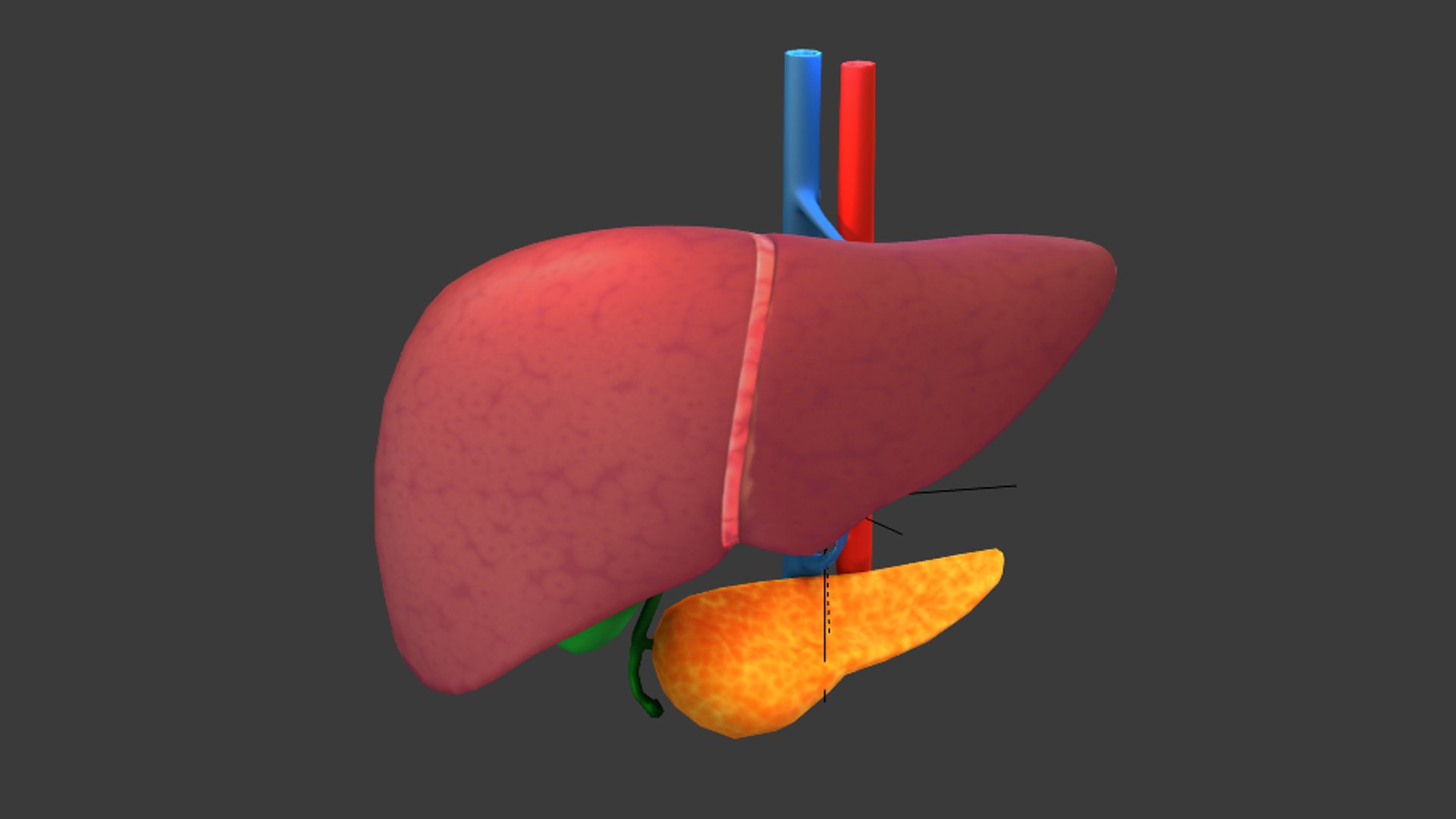 Liver Human Anatomy Cross Section 3D Model - TurboSquid 1356005