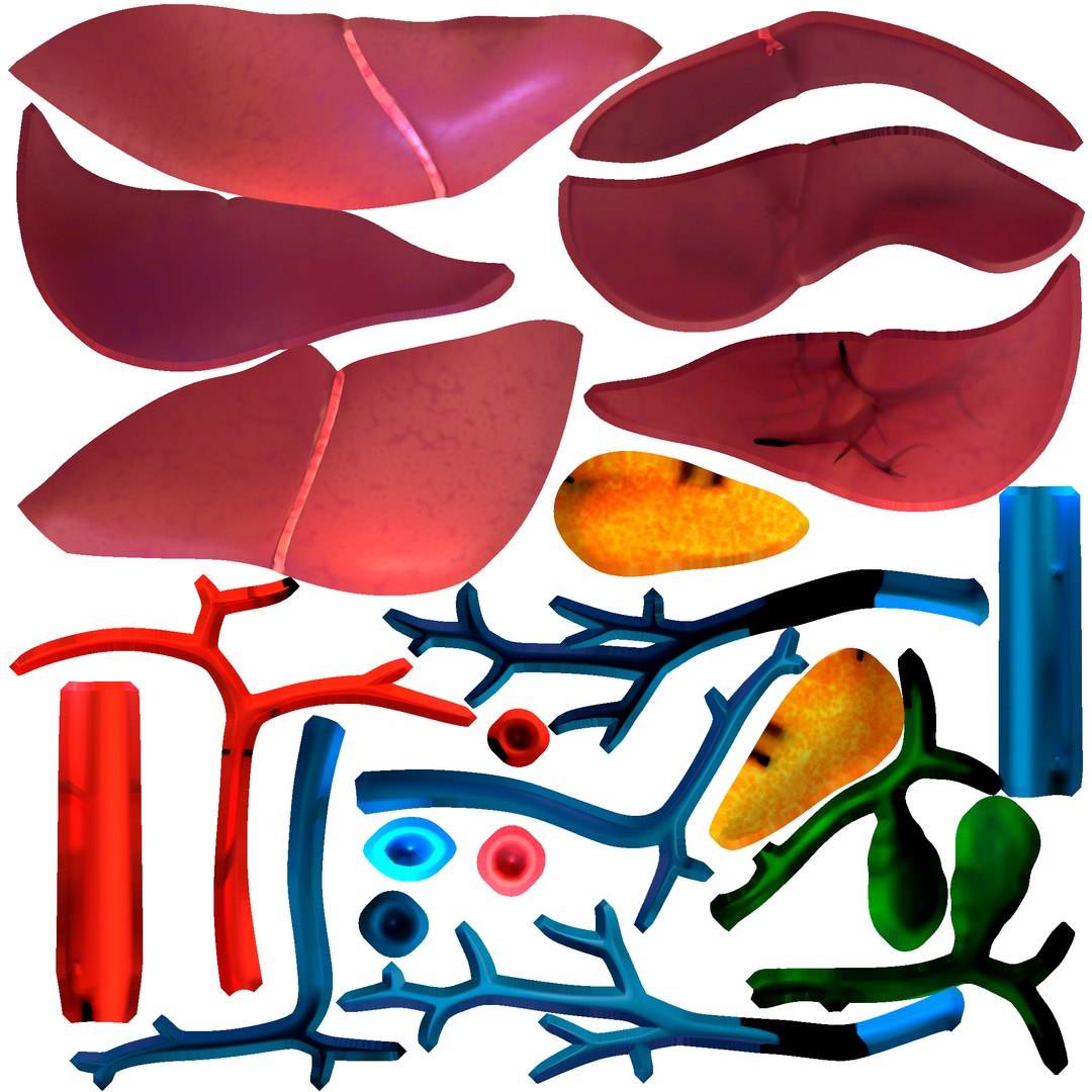 Liver Human Anatomy Cross Section 3D Model - TurboSquid 1356005