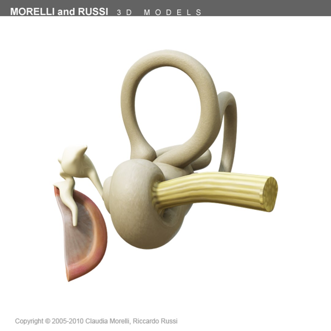 3ds Max Internal Ear