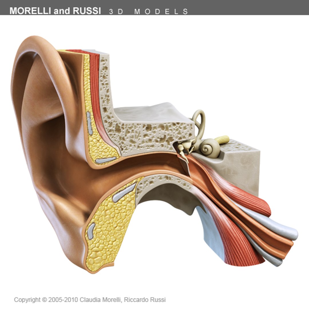 3ds Max Internal Ear