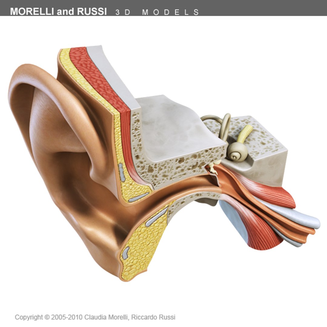 3ds Max Internal Ear