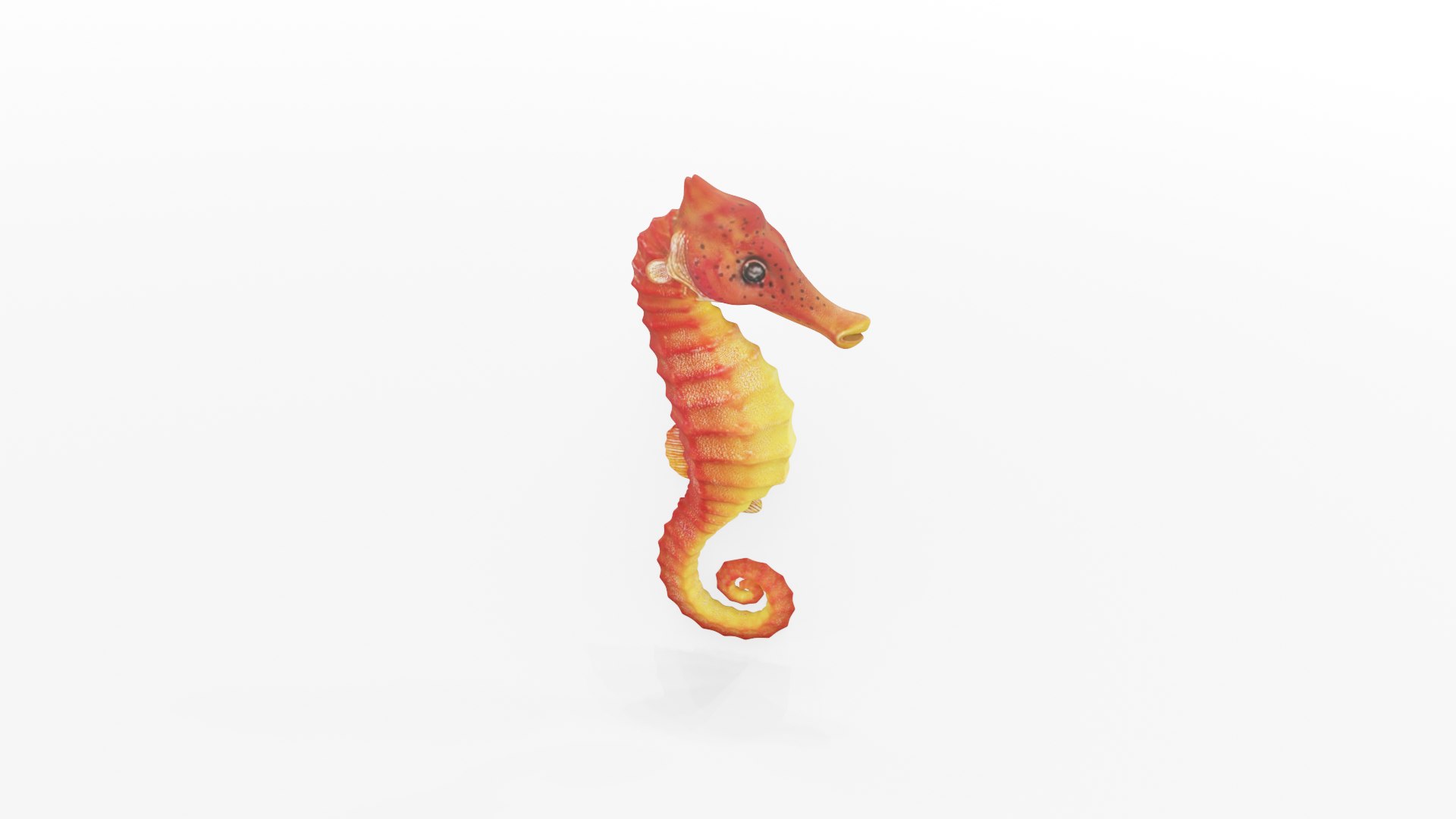 Stylized Seahorse 3D Model - TurboSquid 2105123