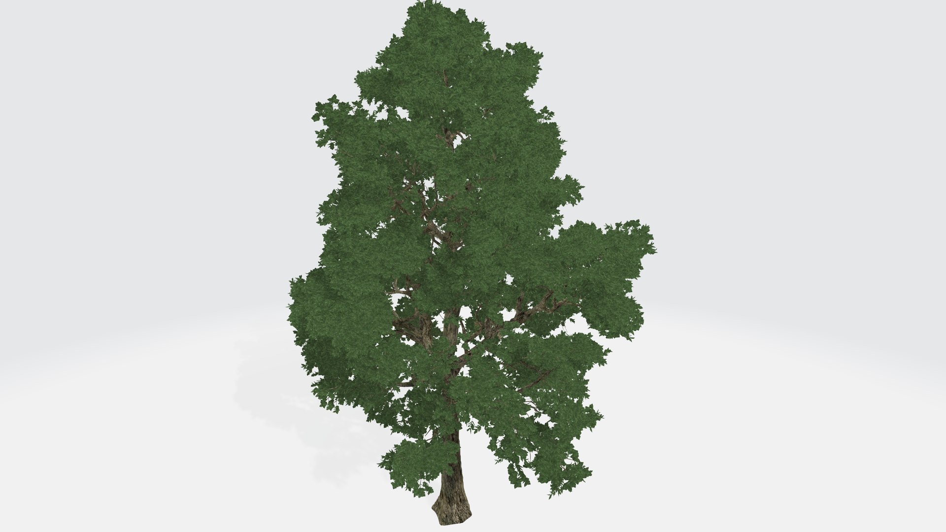 Medium green tree 3D model - TurboSquid 1956183