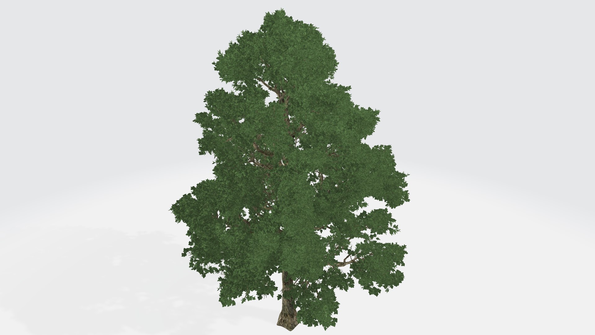 Medium green tree 3D model - TurboSquid 1956183