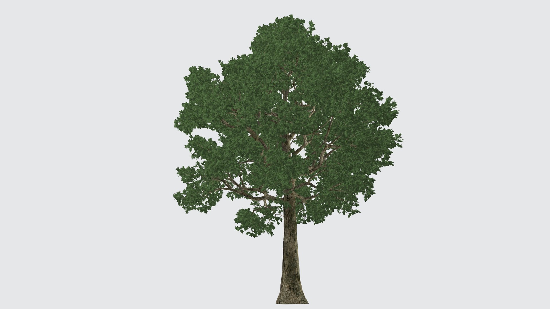Medium green tree 3D model - TurboSquid 1956183