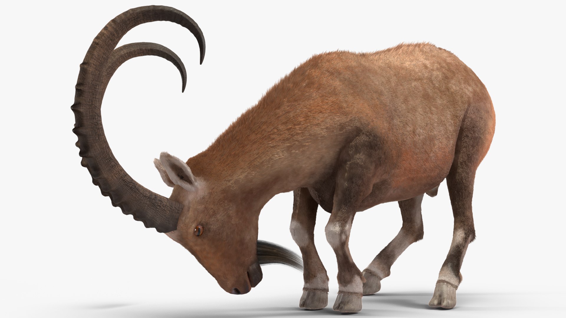 3D Alpine Ibex With Large Horns Fur - TurboSquid 2219815