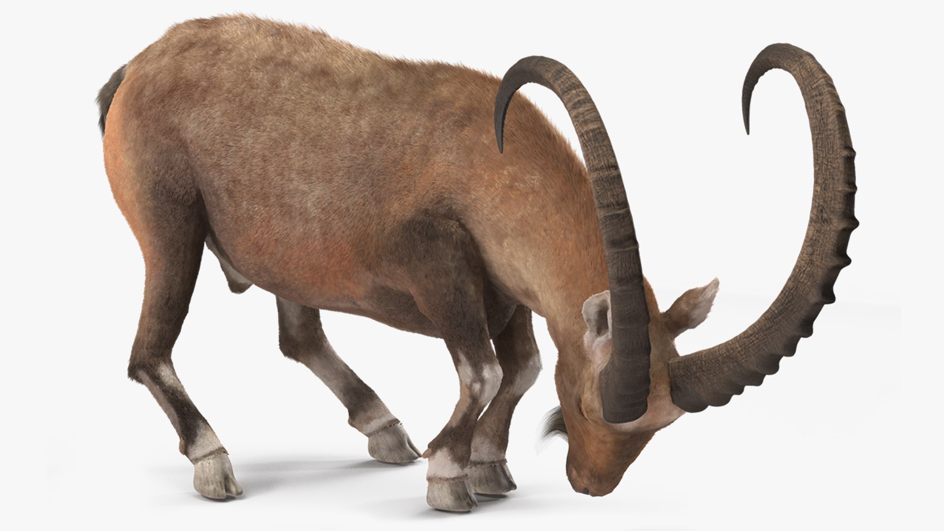 3D Alpine Ibex With Large Horns Fur - TurboSquid 2219815