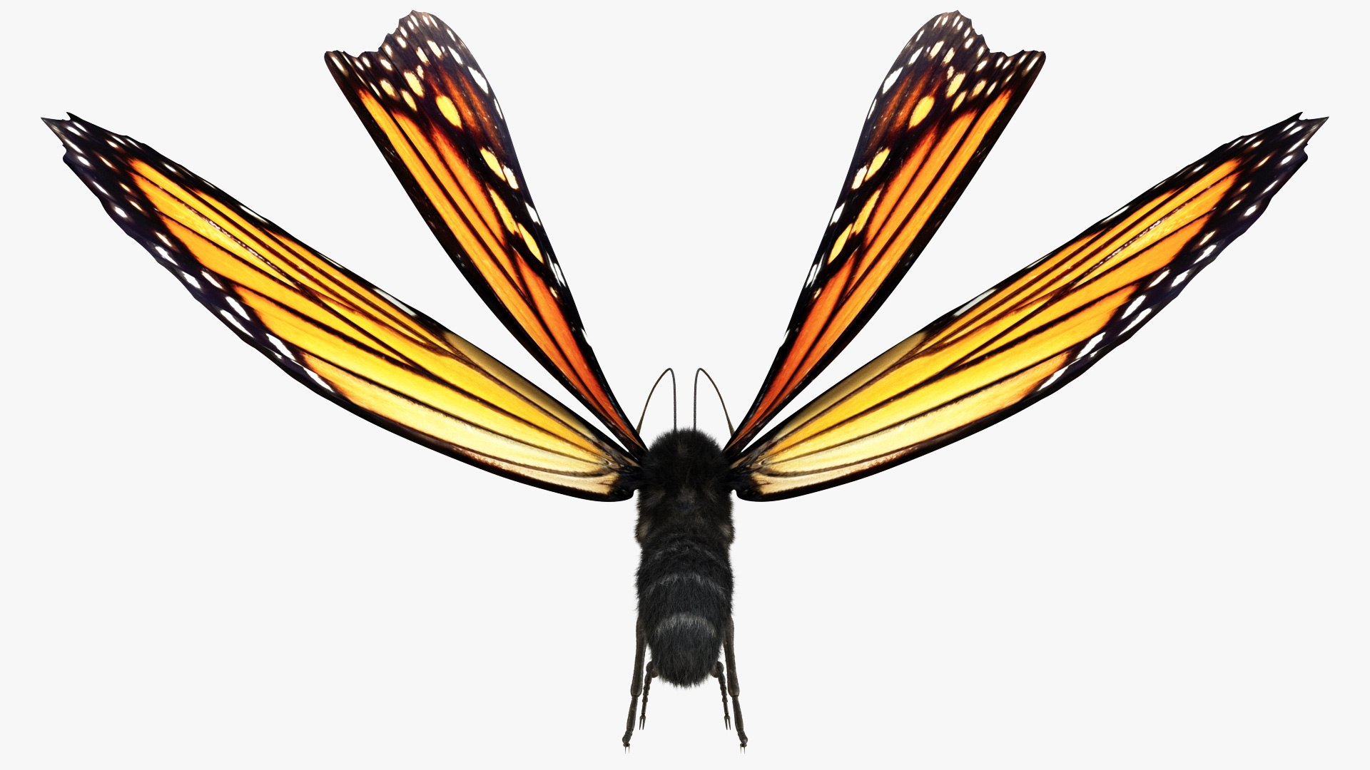 3D Monarch Butterfly Rigged 8K PBR Textures - TurboSquid 2122892