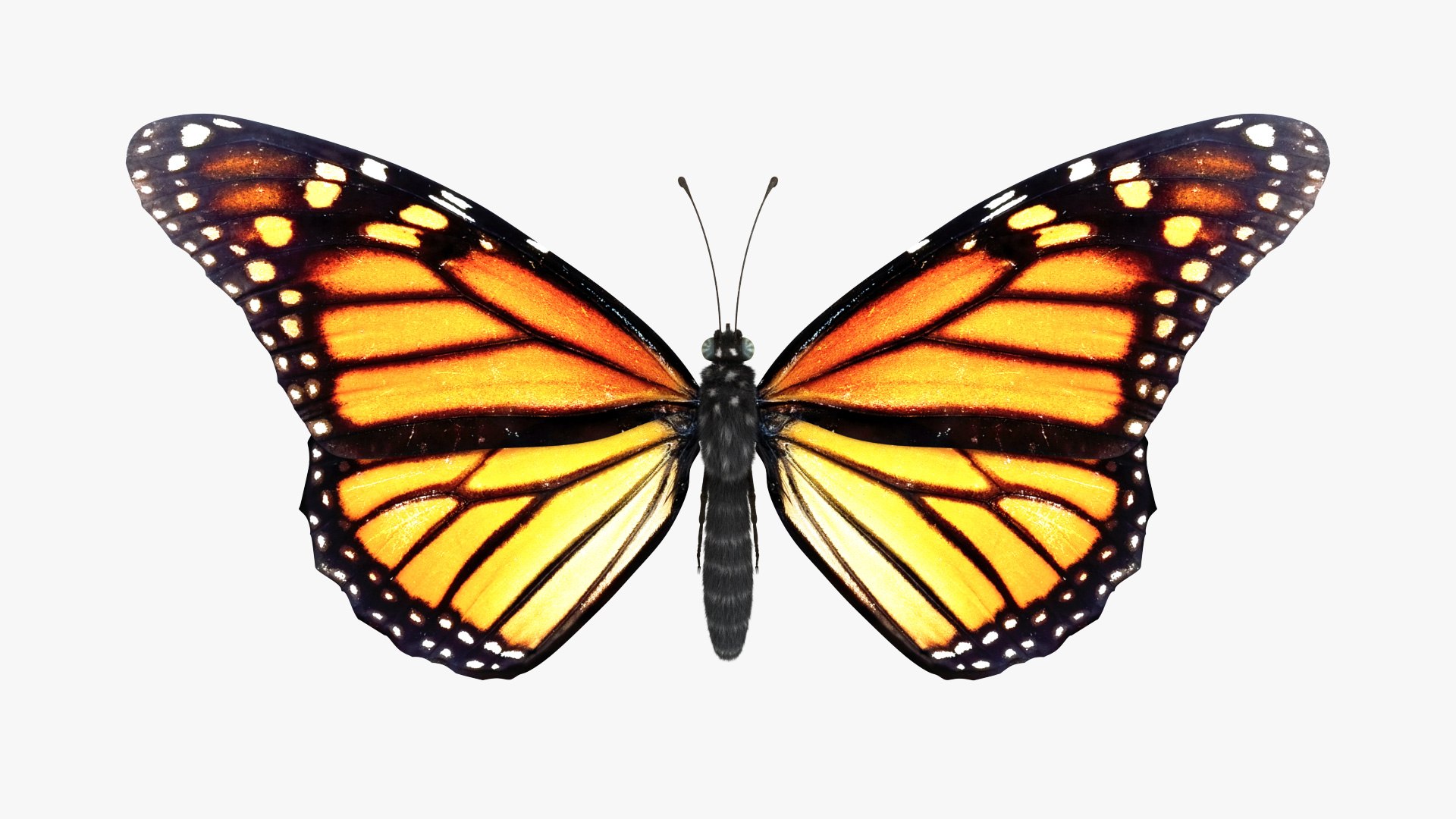 3D Monarch Butterfly Rigged 8K PBR Textures - TurboSquid 2122892