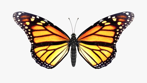 modelo 3d Texturas PBR 8K montadas con mariposa monarca - TurboSquid ...