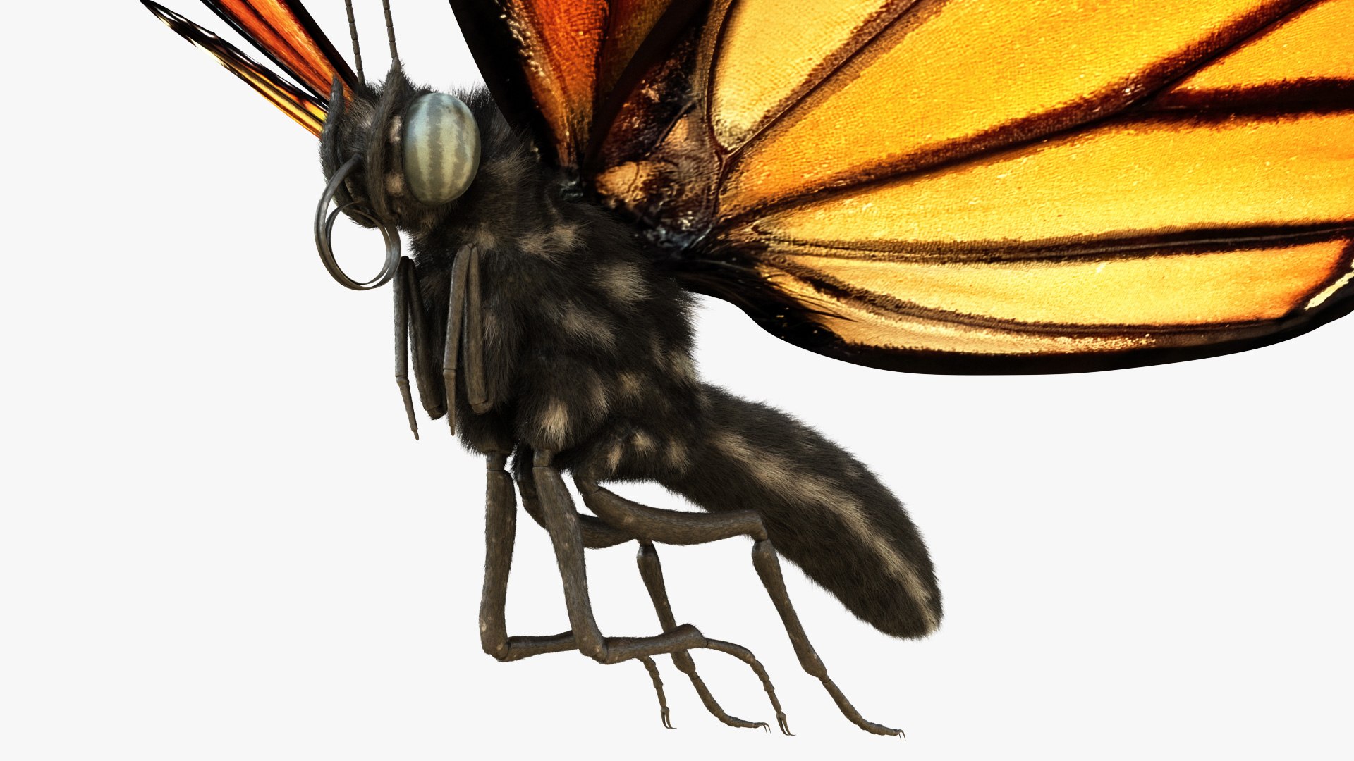 3D Monarch Butterfly Rigged 8K PBR Textures - TurboSquid 2122892