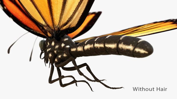 modelo 3d Texturas PBR 8K montadas con mariposa monarca - TurboSquid ...