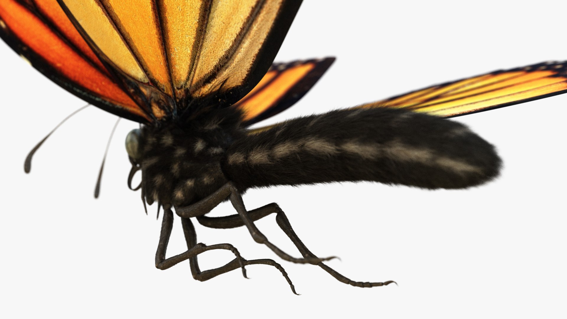 3D Monarch Butterfly Rigged 8K PBR Textures - TurboSquid 2122892