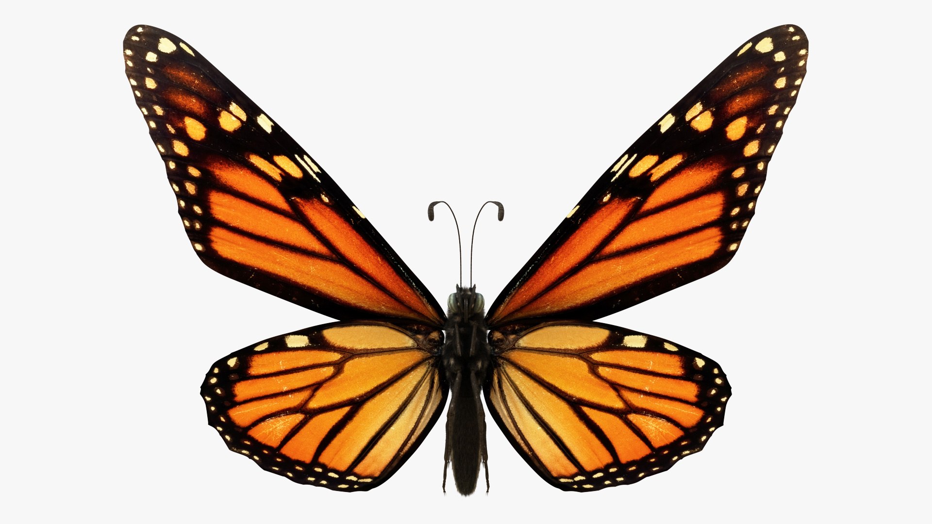 3D Monarch Butterfly Rigged 8K PBR Textures - TurboSquid 2122892