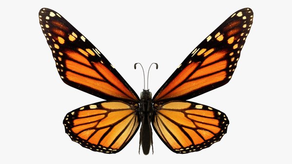 modelo 3d Texturas PBR 8K montadas con mariposa monarca - TurboSquid ...
