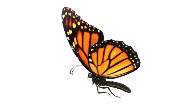 modelo 3d Texturas PBR 8K montadas con mariposa monarca - TurboSquid ...
