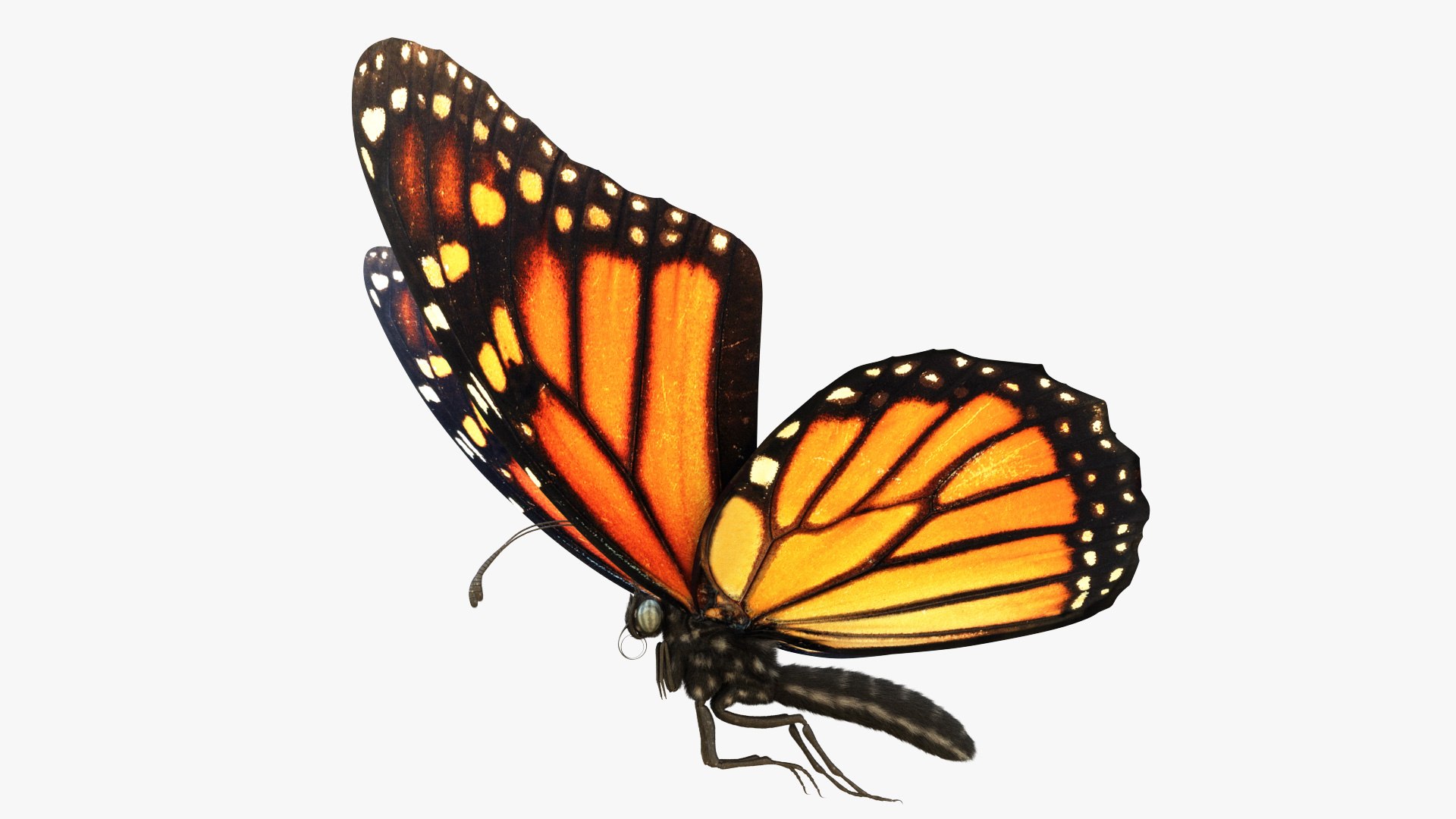 3D Monarch Butterfly Rigged 8K PBR Textures - TurboSquid 2122892