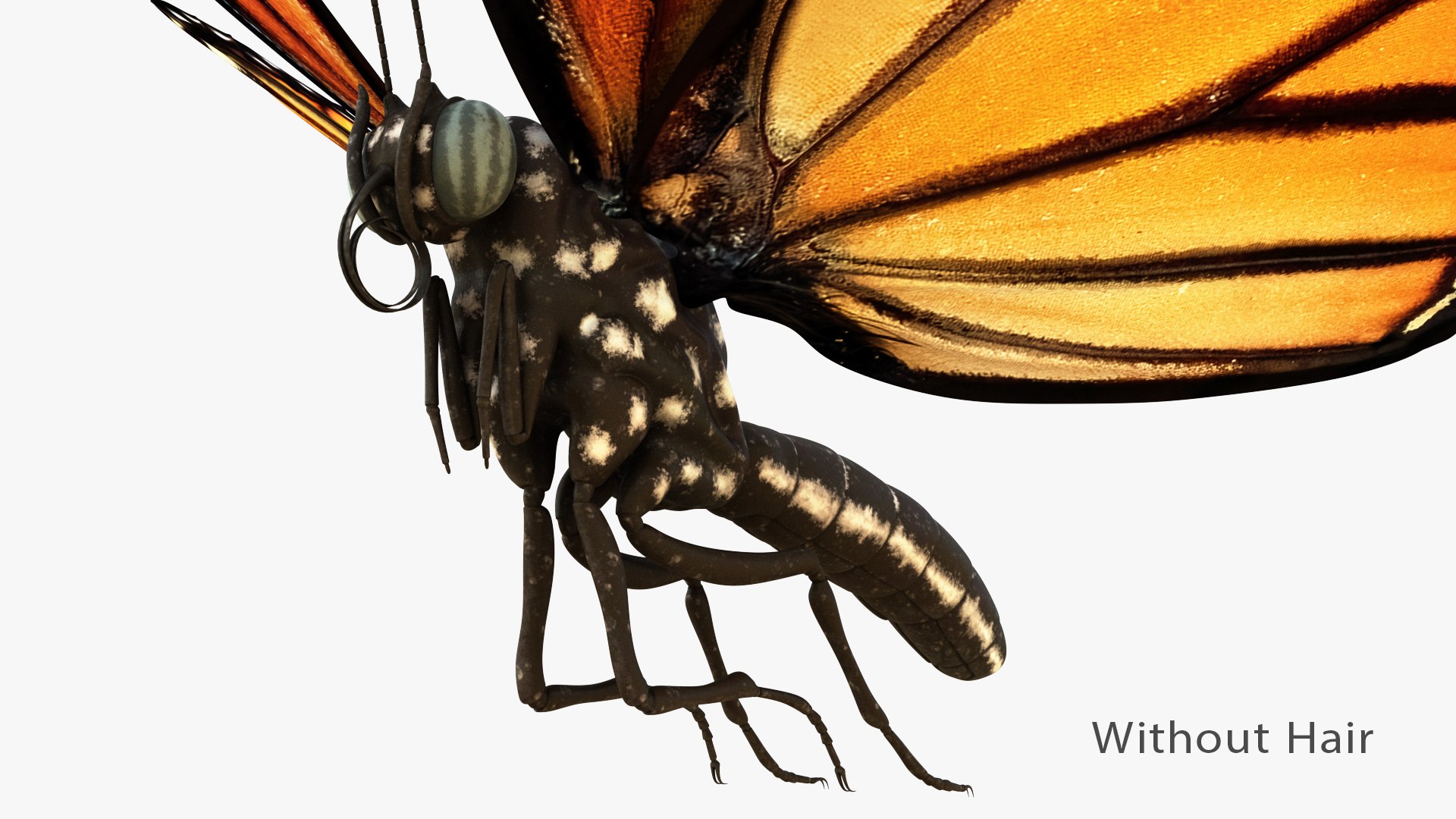 3D Monarch Butterfly Rigged 8K PBR Textures - TurboSquid 2122892