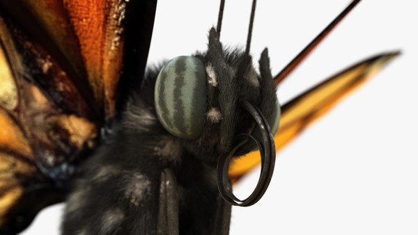 modelo 3d Texturas PBR 8K montadas con mariposa monarca - TurboSquid ...