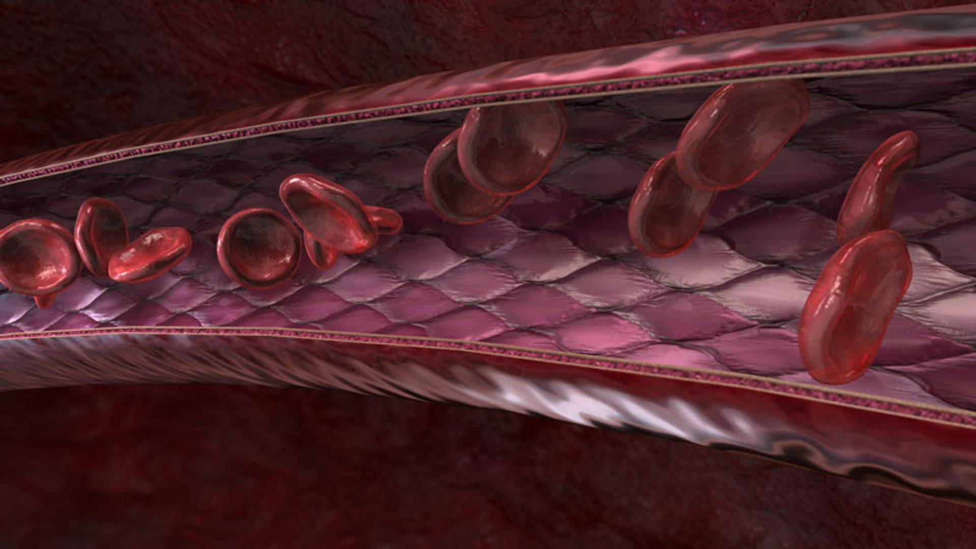 blood vessel flowing cells 3d model