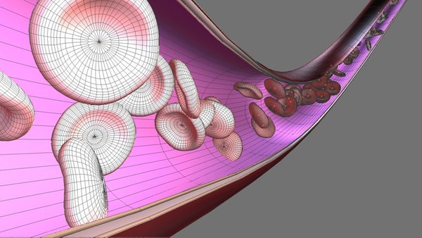 blood vessel flowing cells 3d model