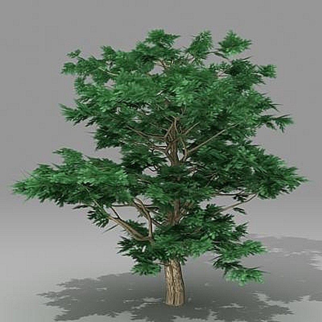 3d Model Pinus