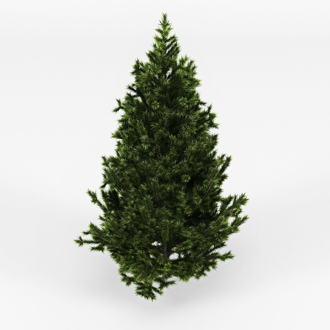 3d model fir tree