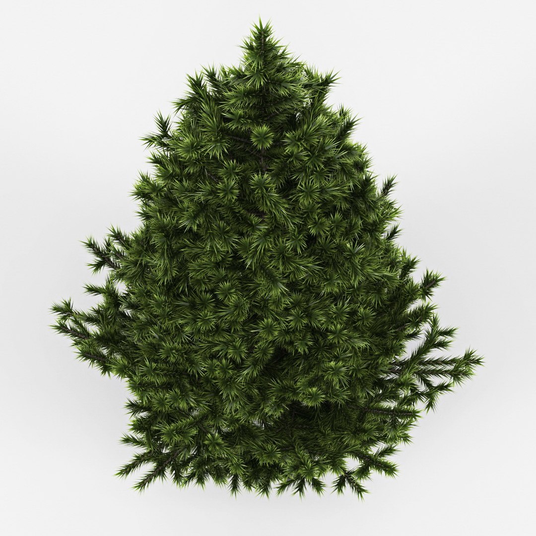 3d model fir tree