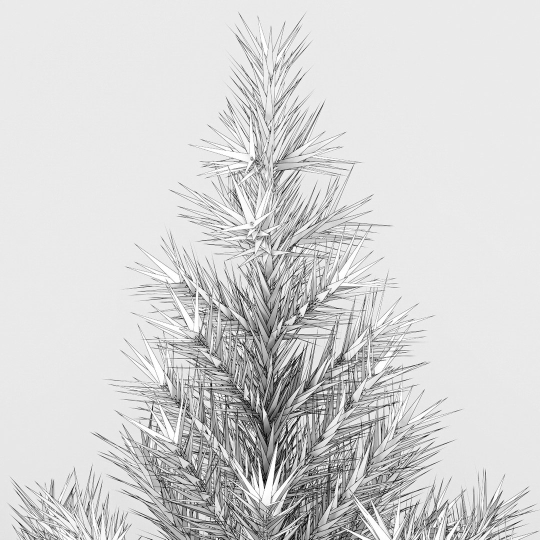 3d model fir tree