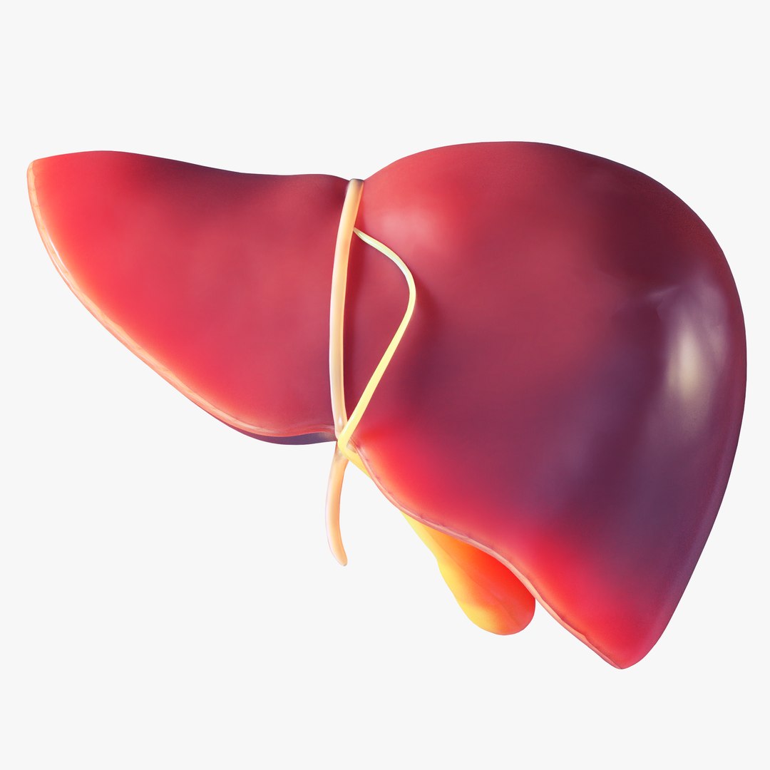 3D Human Liver - TurboSquid 1550719