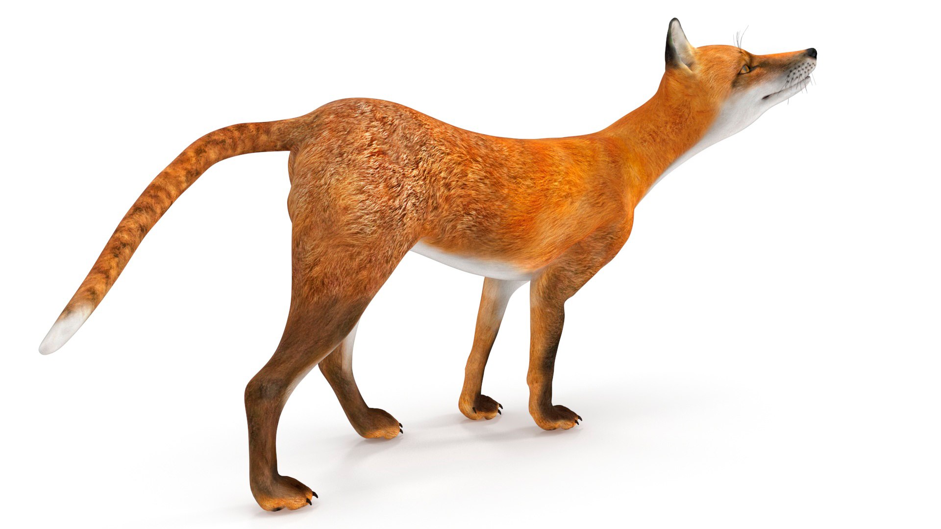 3D Wild European Fox Rigged Model - TurboSquid 2186769